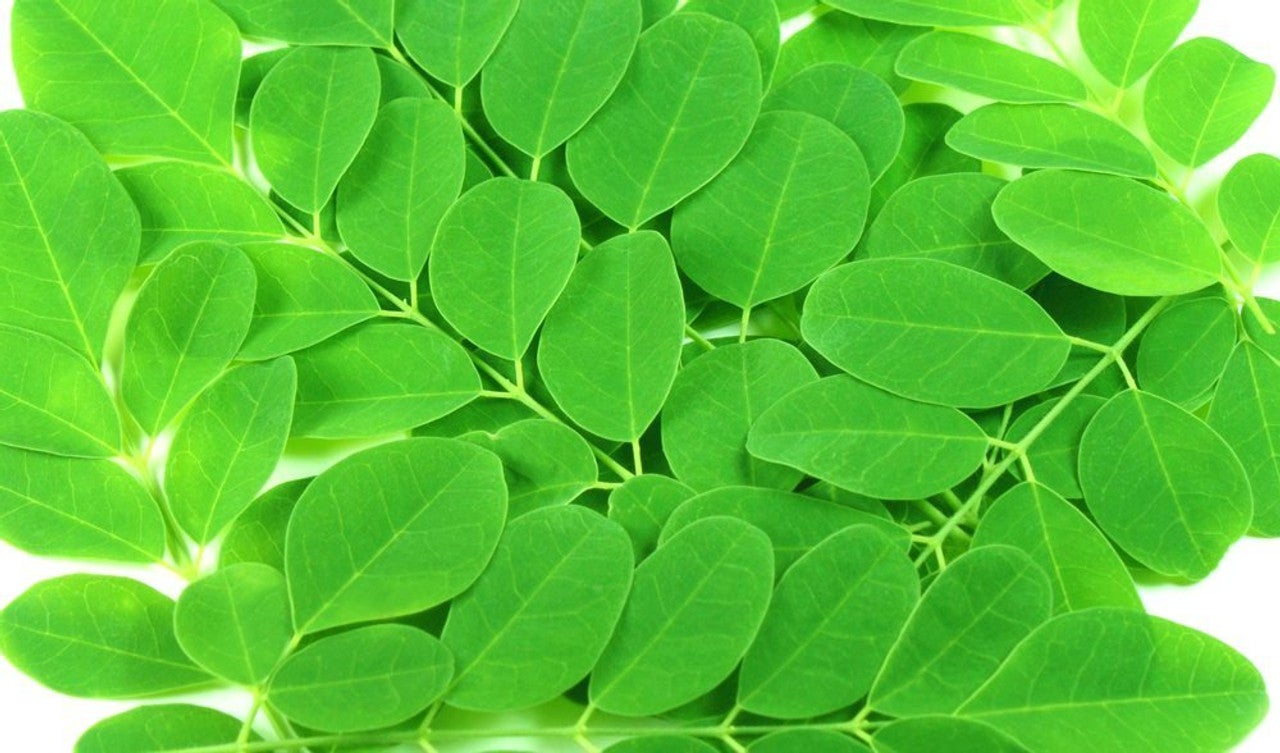 moringa leaves